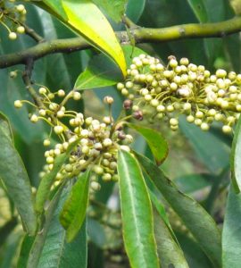 LITSEA CUBEBA - Golgemma