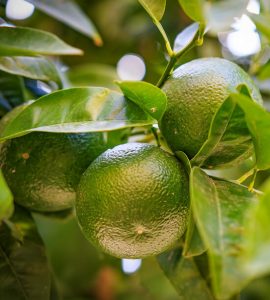 MANDARINE VERTE - Golgemma
